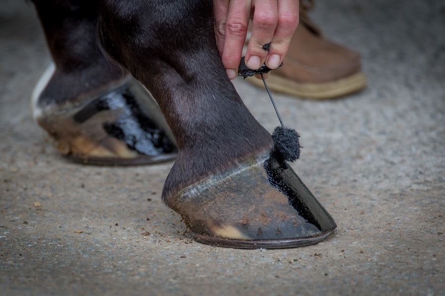 Horse Agistment QLD | Thoroughbred and Racehorse Agistment Brisbane