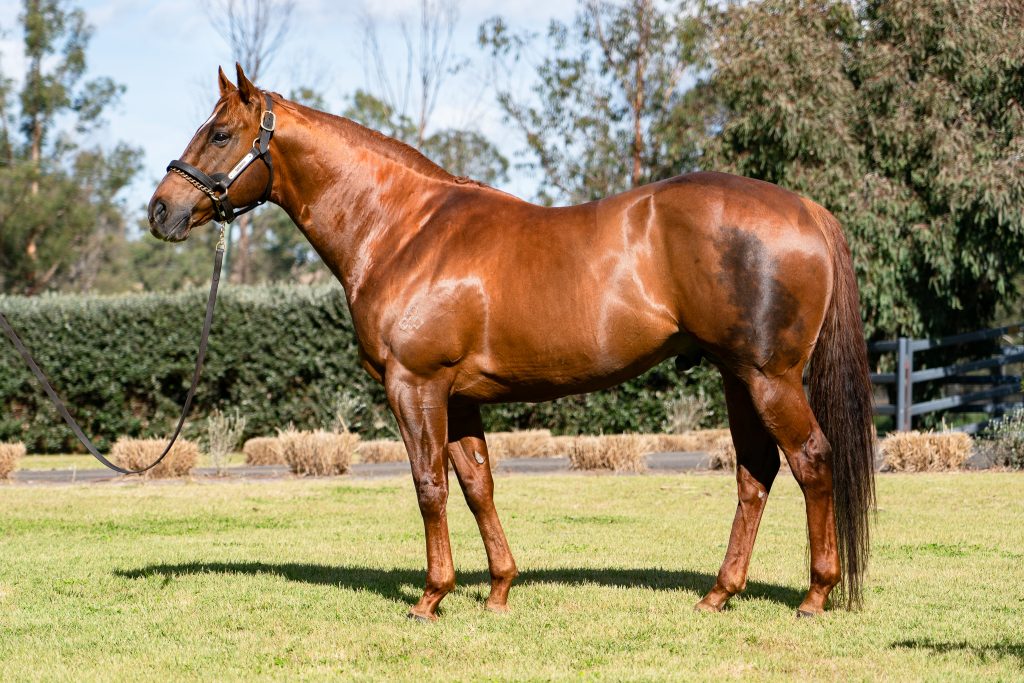 Thoroughbred Racehorses for Sale - Clear Mountain Fairview Queensland